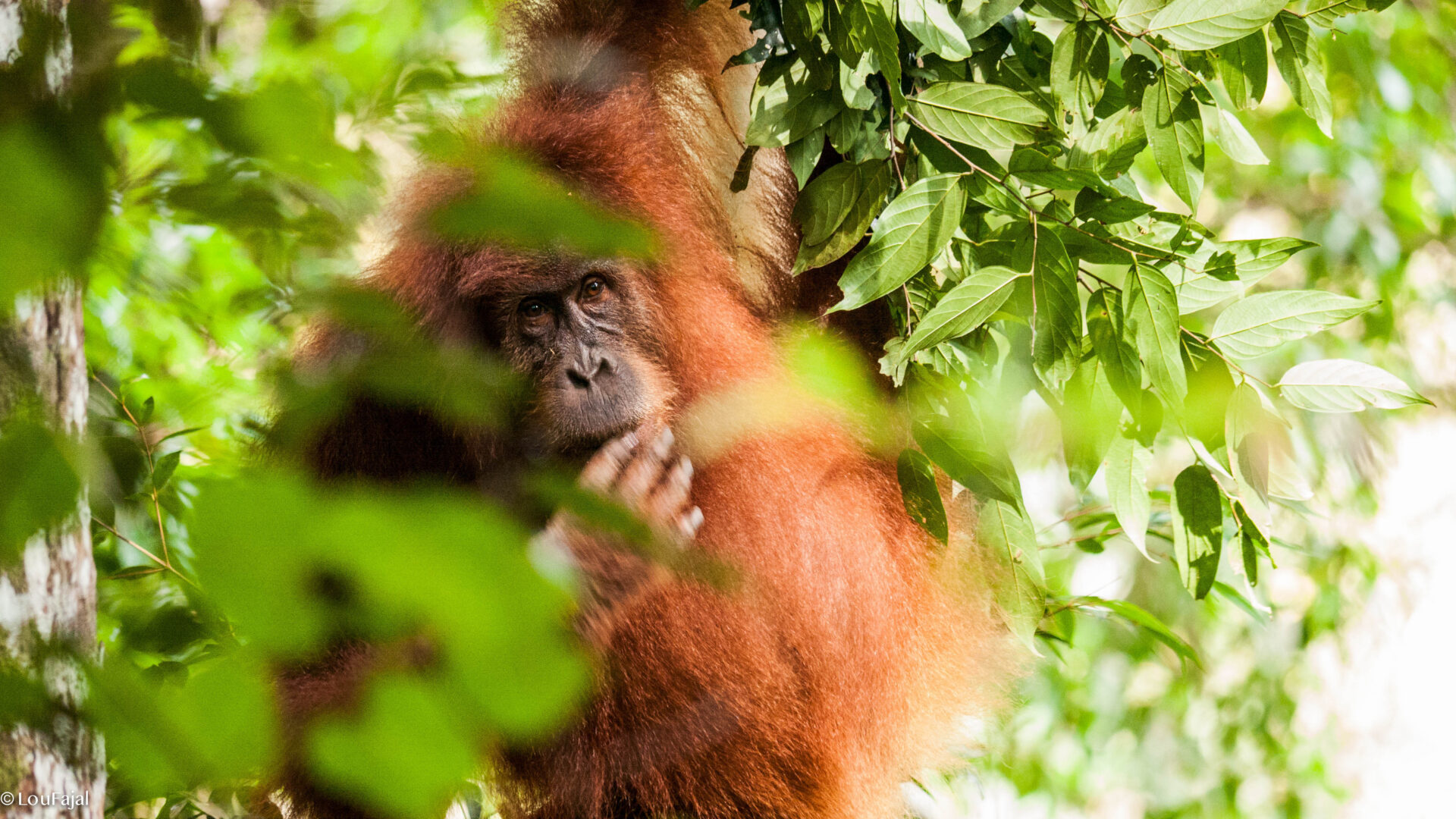 Sumatra Adventure Holidays